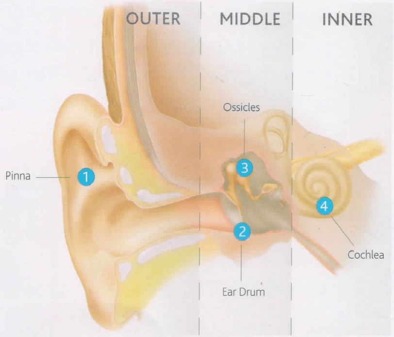 Hearing Loss: Types, Symptoms, Causes & Treatment